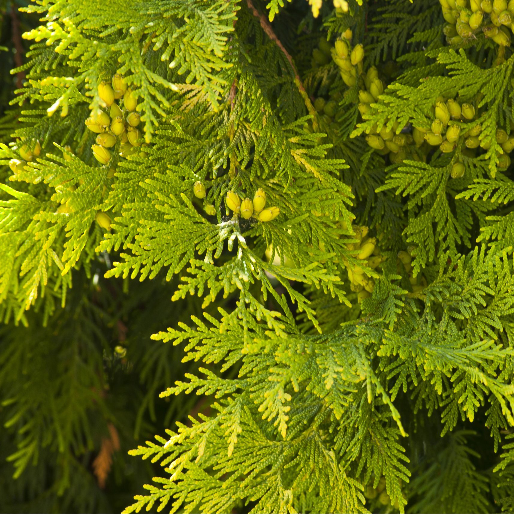 SKLT News – South Kingstown Land Trust